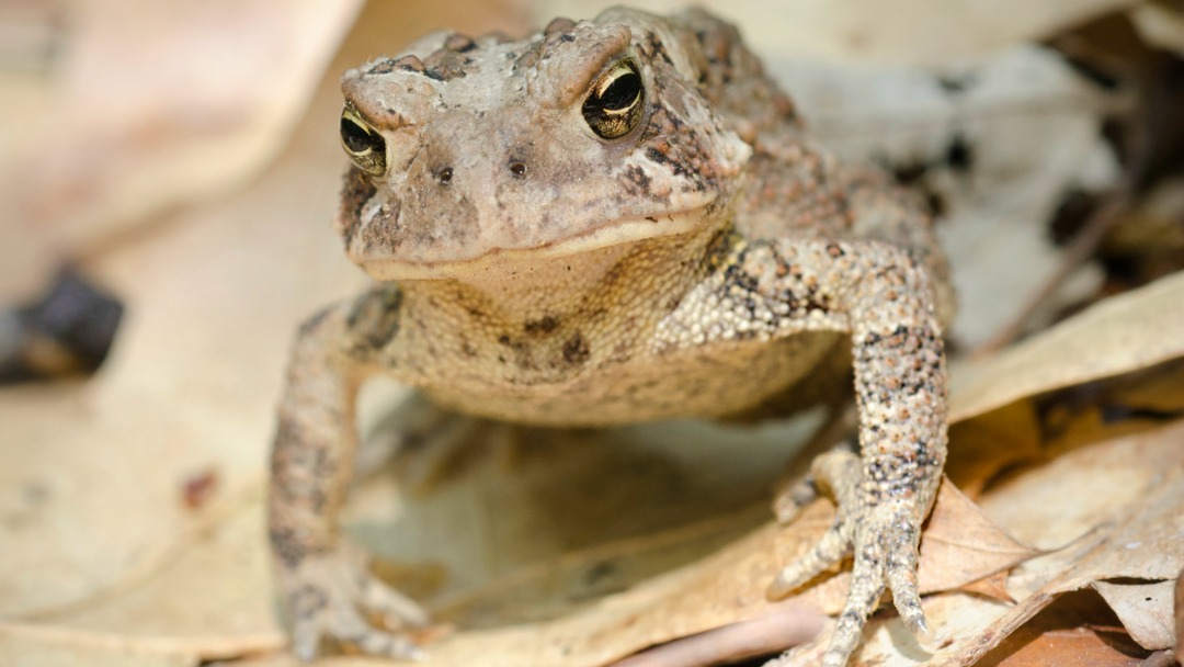 Endangered Ontario: Fouled marshes and the Fowler’s toad | TVO.org