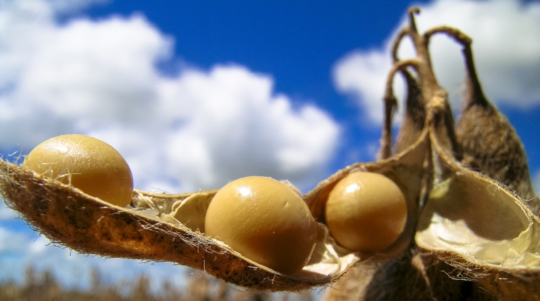 Chinese soybean tariffs are aimed at U.S. farmers — but Ontario farmers ...
