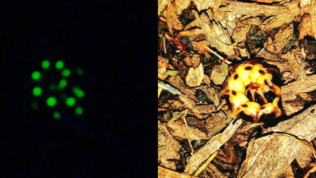 Do the Twitter-bug: How social media is connecting citizens and ...