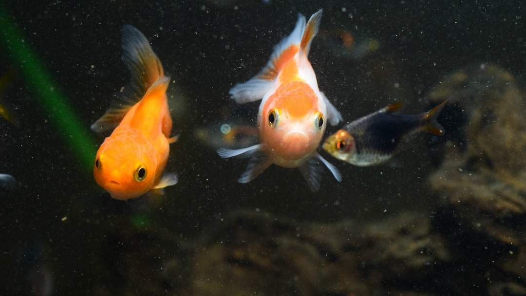 Invasive goldfish take over Hamilton harbour | TVO.org