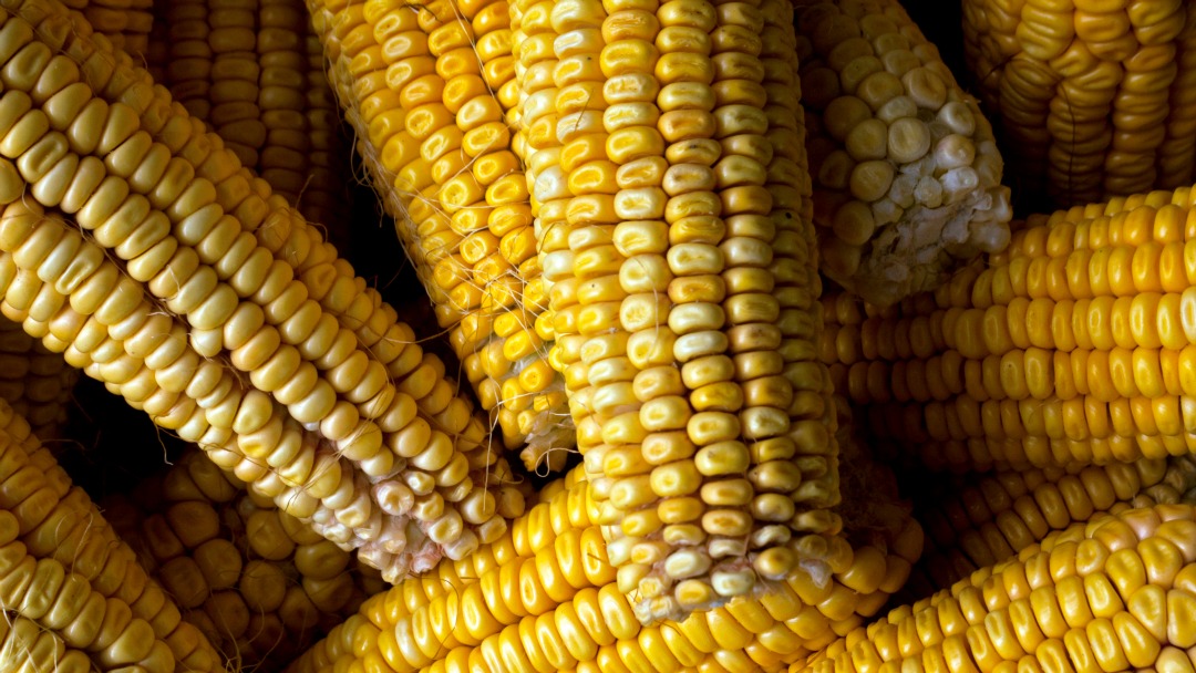 Ontario’s colossal corn haul and sustainable seafood symbols | TVO.org