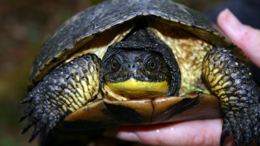 How captive breeding can help save endangered species | TVO.org