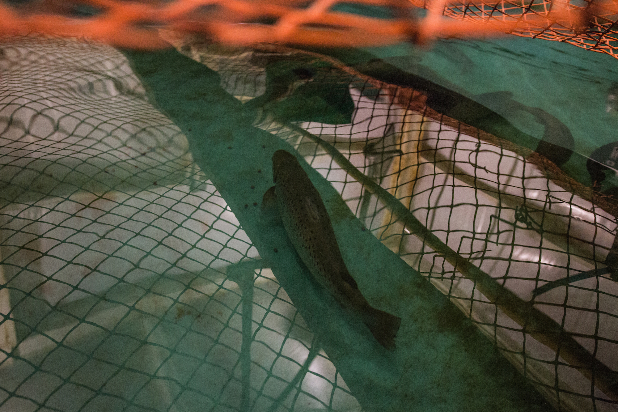 Swimming upstream: Ontario’s annual salmon run in photos | TVO Today