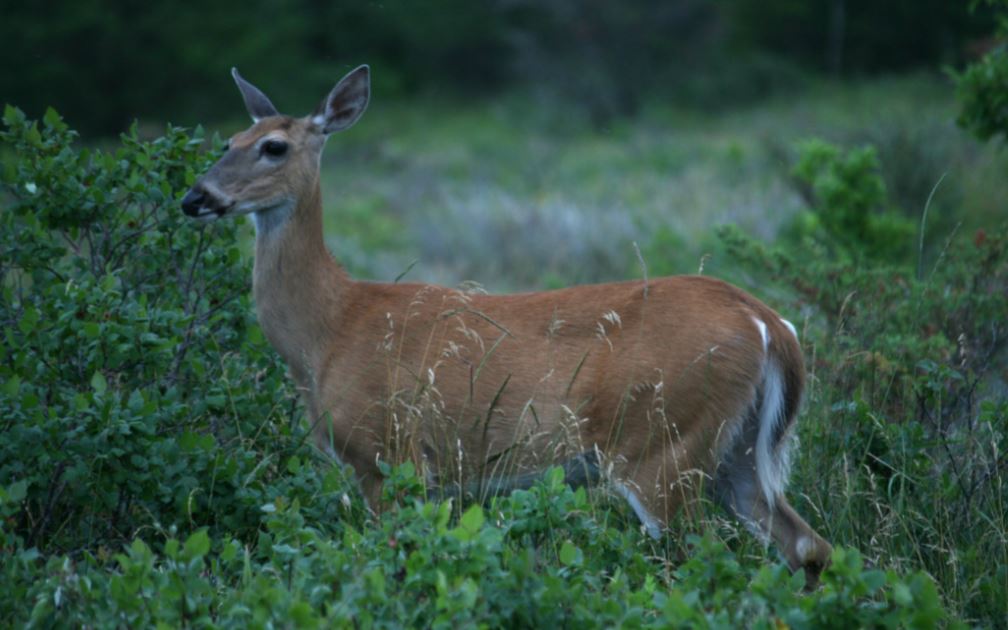 Chronic wasting disease is spreading. Is Ontario ready?