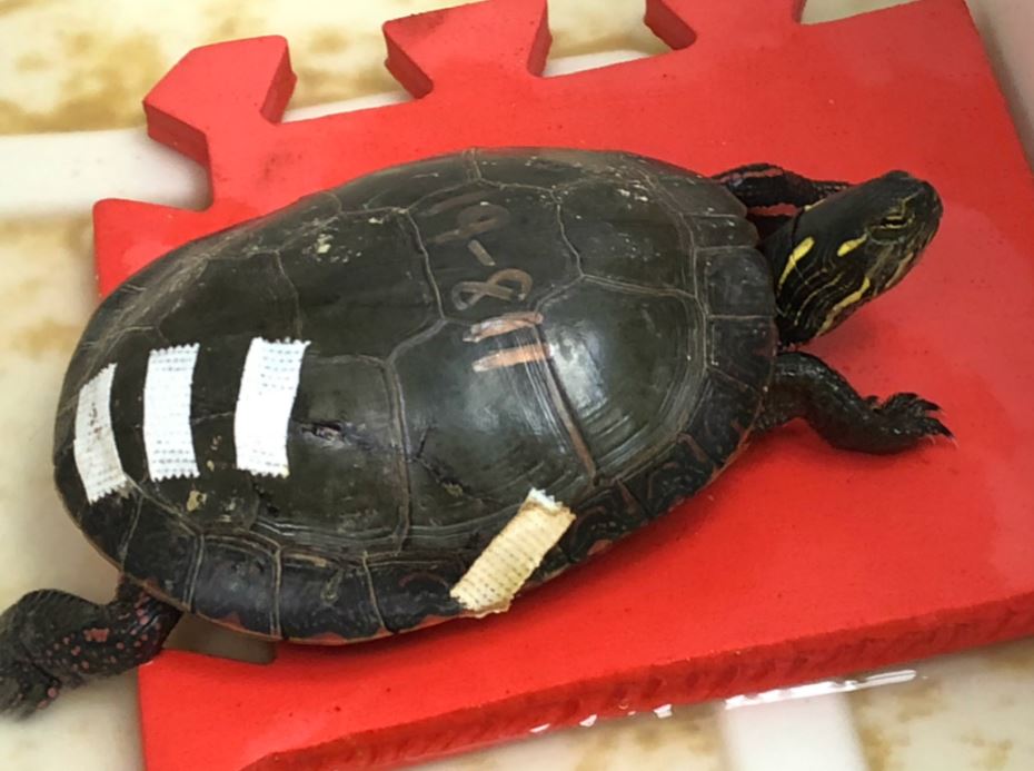 You see a turtle in distress. What should you do?