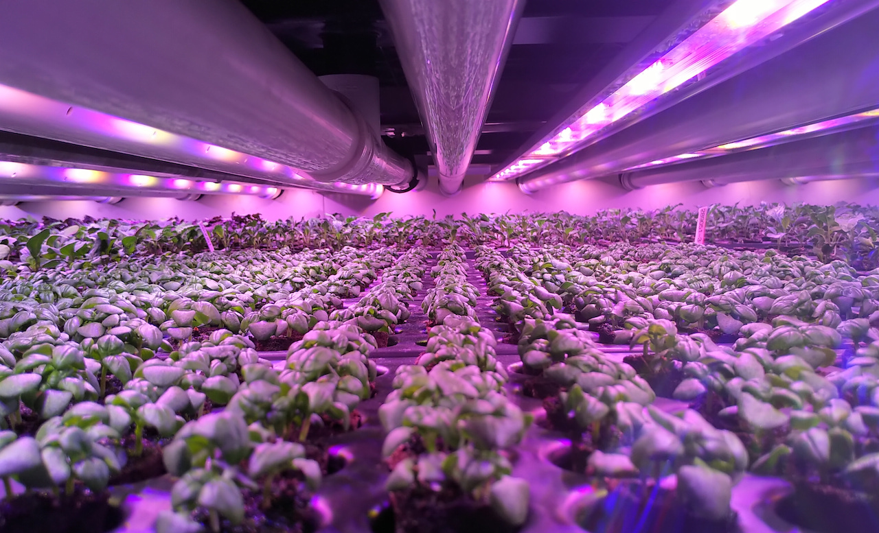 Vertical farming is on the rise in Ontario | TVO.org