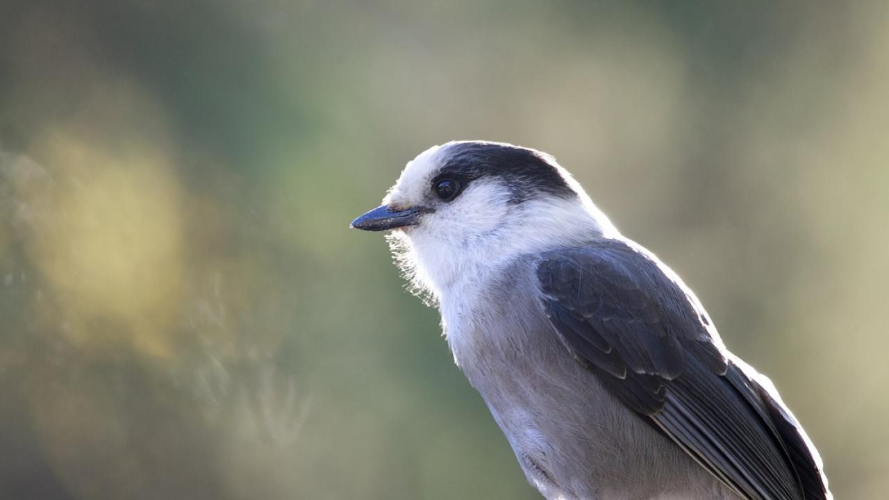 Creatures vs. climate: The Canada jay | TVO.org