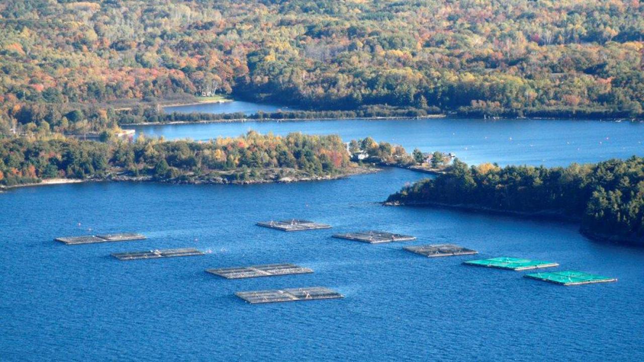 New rules may bring Ontario first new fish farms in 20 years | TVO.org