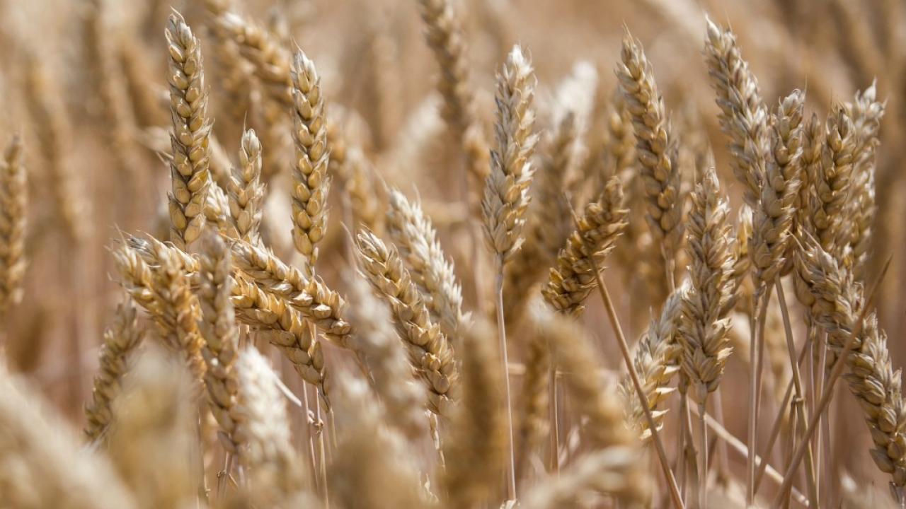 The new wheat movement | TVO.org
