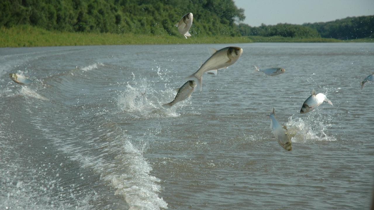 North America’s war on destructive Asian carp | TVO.org