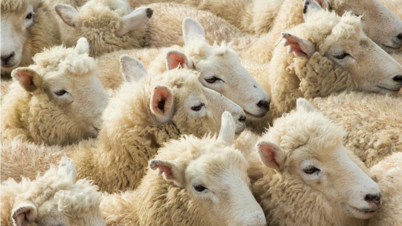 Food Links: The mosquito-borne virus threatening Ontario's sheep | TVO.org