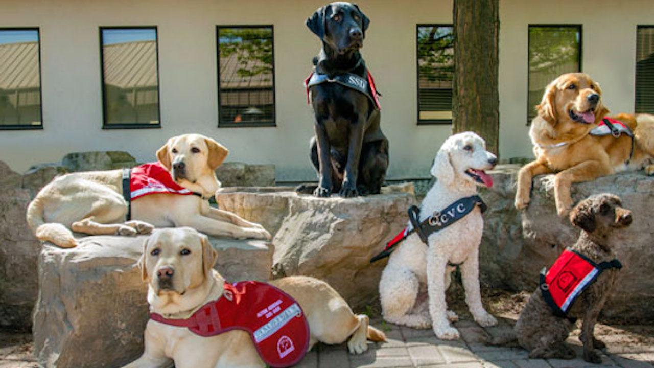 How COVID-19 is keeping people from their service dogs | TVO.org