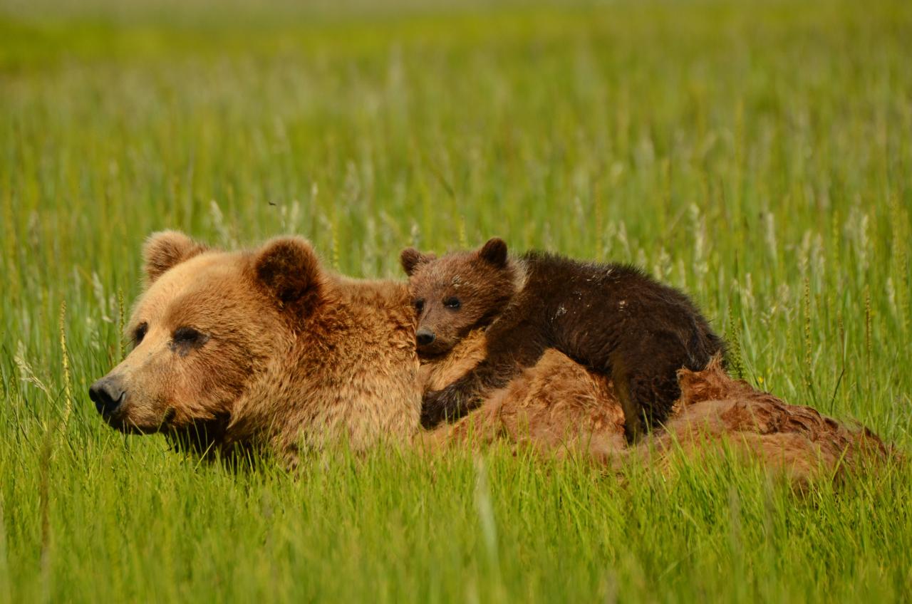Animal Super Parents | TVO.org